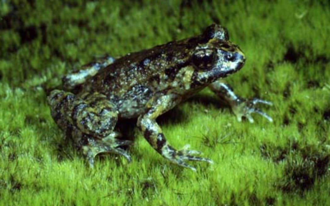 Warning one of New Zealand's few native frogs could disappear in ...