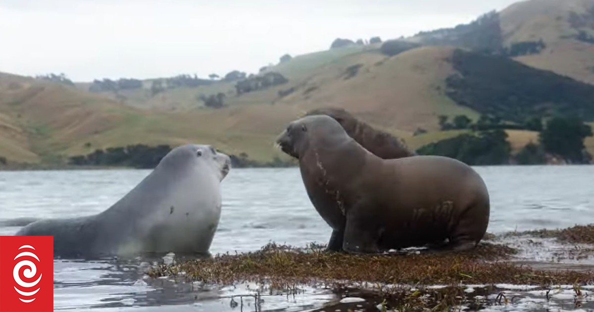 Watch: Sea lions - The return of a native taonga? | RNZ News