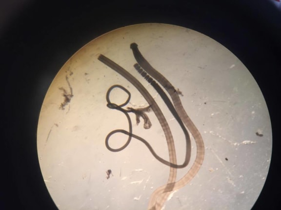 Parasites of New Zealands native rough skate | A Gallery from ...