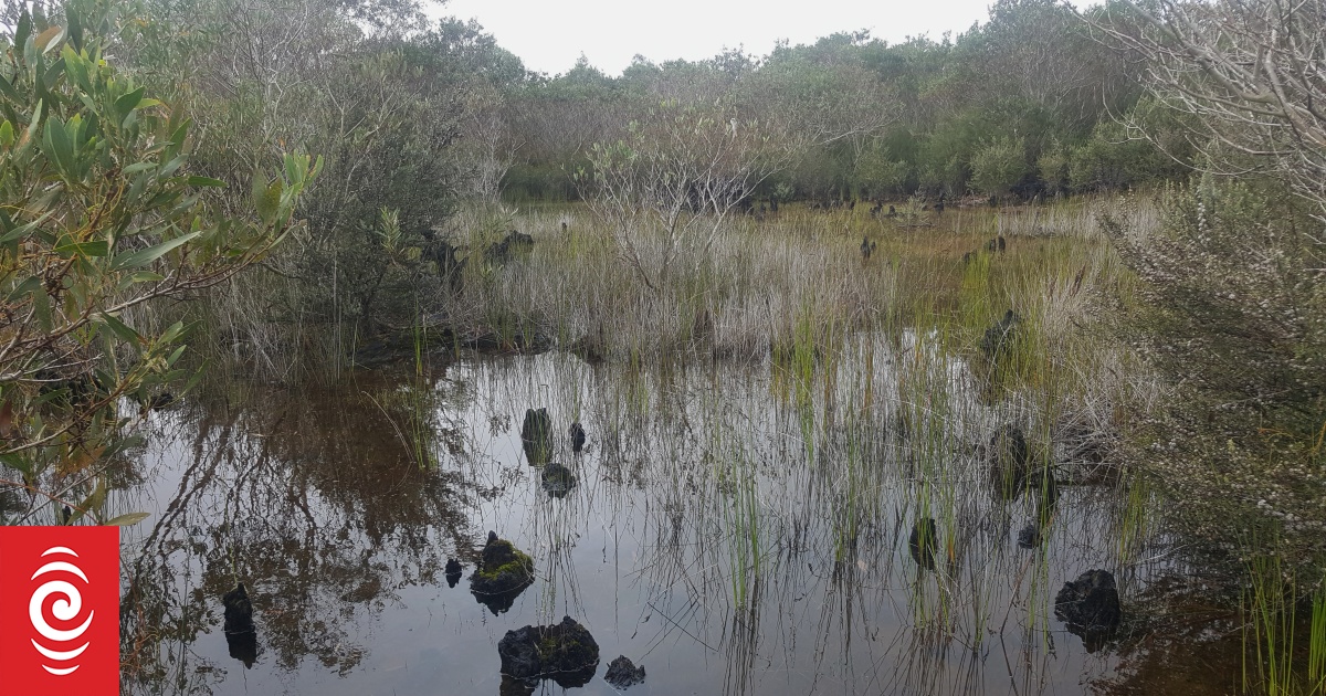 DOC argument over iwi's land development 'not acceptable' | RNZ News