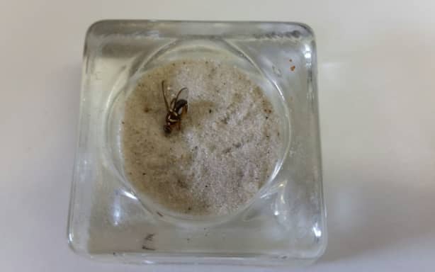 Fourteen flies cost $15.7m to eradicate | RNZ