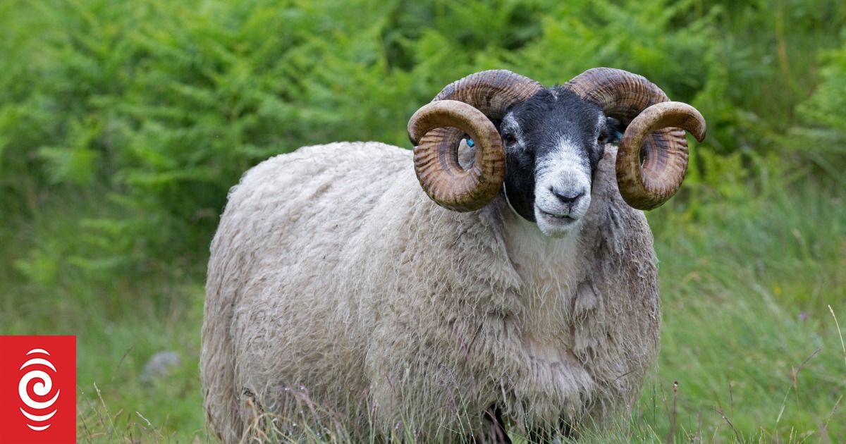 Animal expert explains why rams attack, dangers of being cornered | RNZ ...