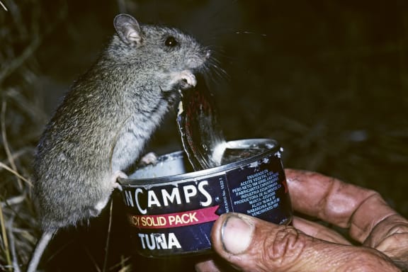 Wildlife of the Galapagos | A Gallery from Nine To Noon | RNZ National