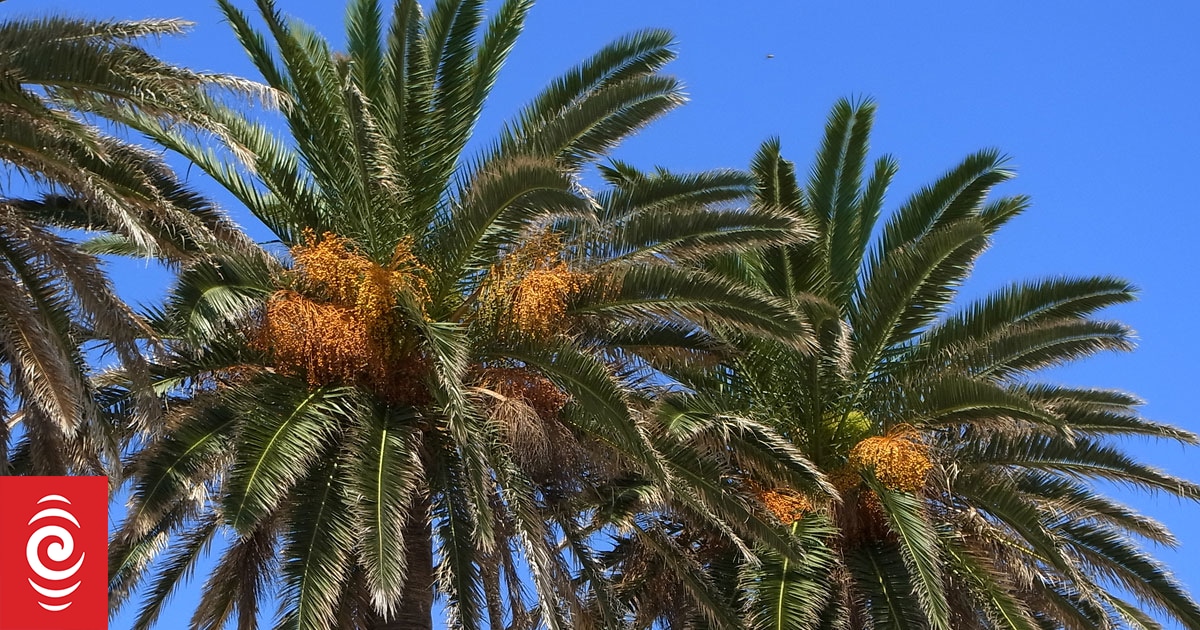 The Panel with Nuwanthie Samarakone and Scott Campbell (part 1) | RNZ