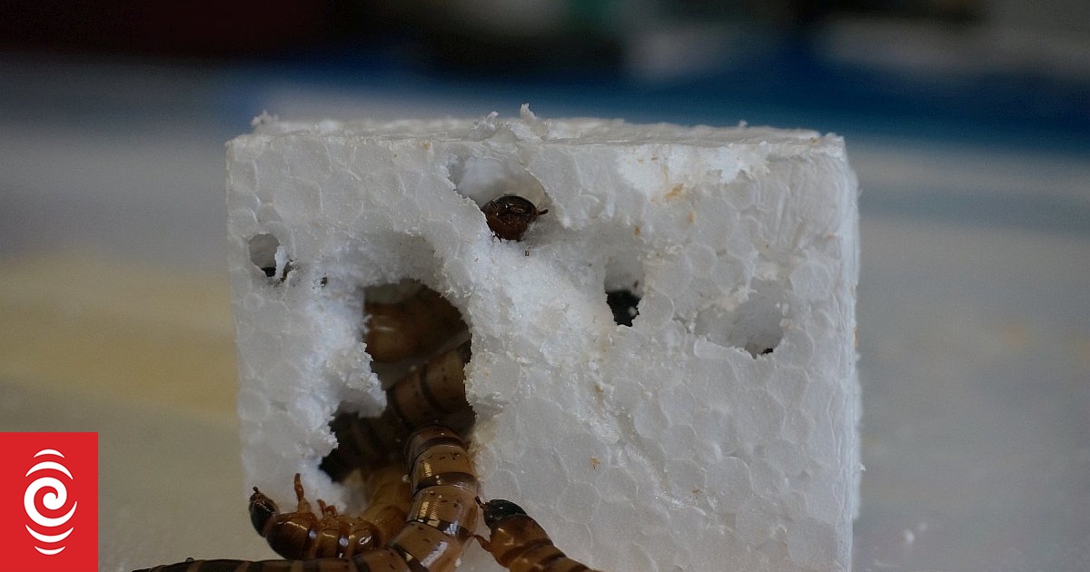Chris Rinke: polystyrene-eating worms could change recycling | RNZ
