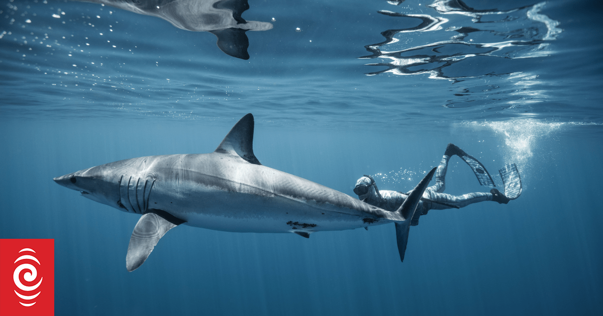 Shark Man Riley Elliott | RNZ