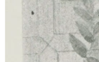 J H PHILLPOT: A Song of Flowers | RNZ