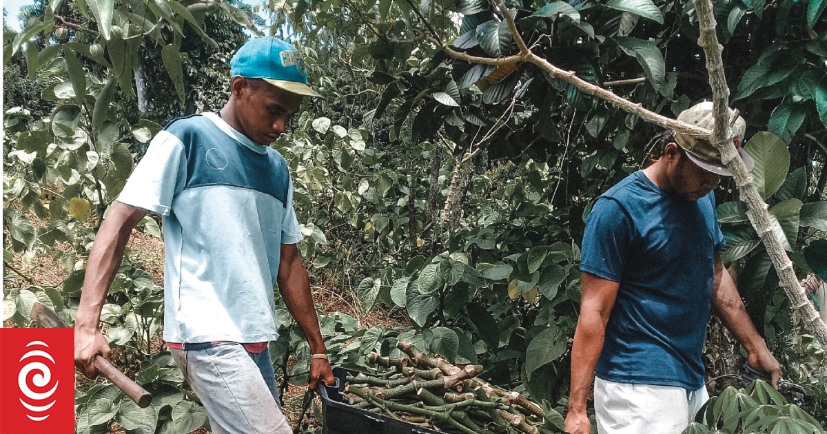World's first kava tissue lab opens in Fiji | RNZ News