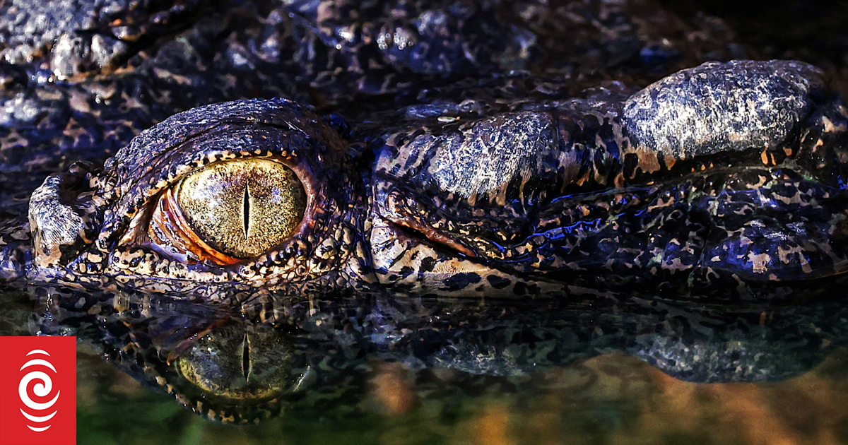 Queensland crocodile attack victim identified as Newcastle doctor David ...