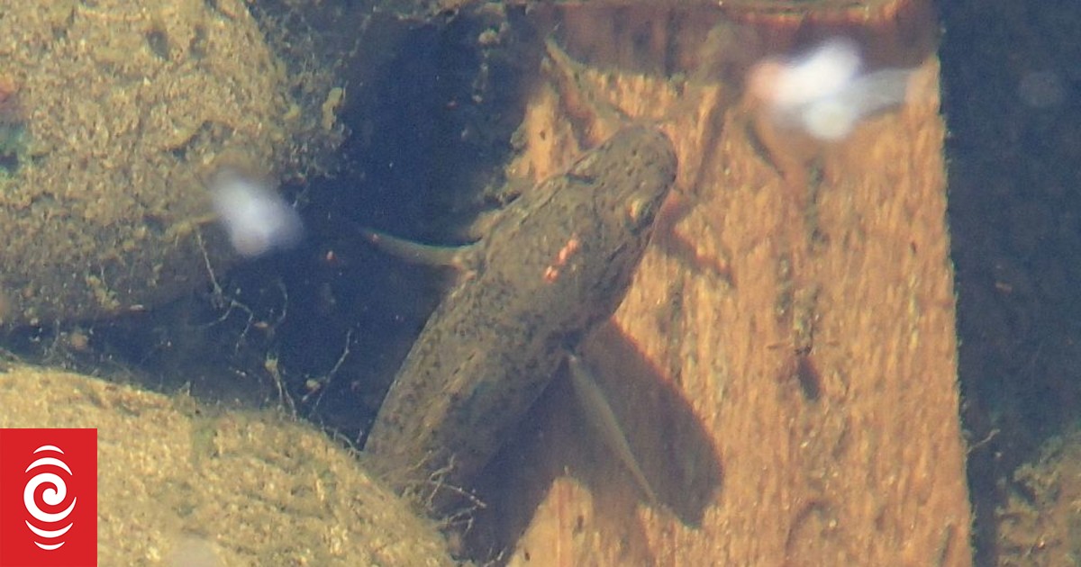 Shy fish, bold fish - insights into the lives of native fish | RNZ