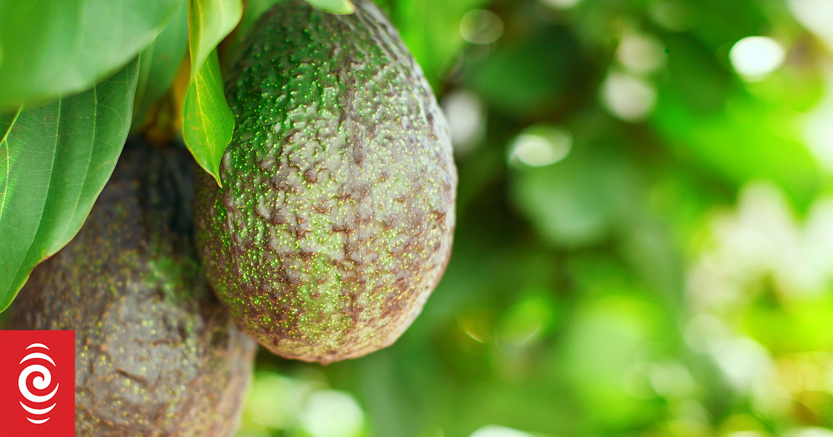 New season avocados: Good prices, good quality for NZ, as sector ...