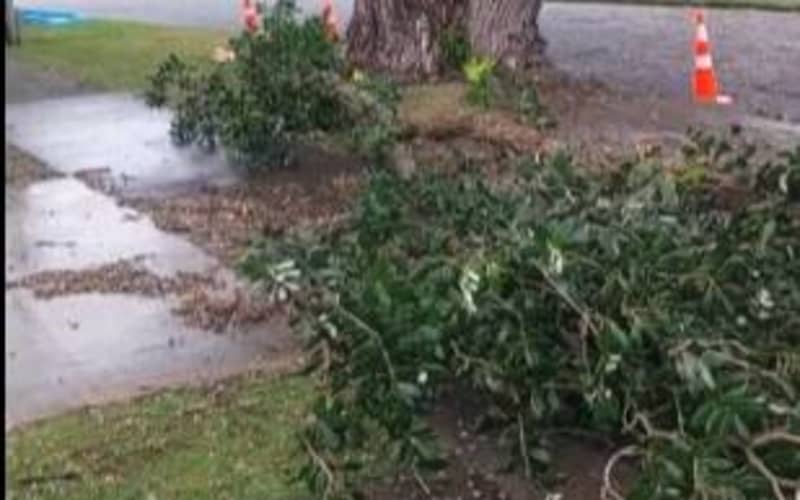 Woman calls on council to act after escaping falling tree branch during ...