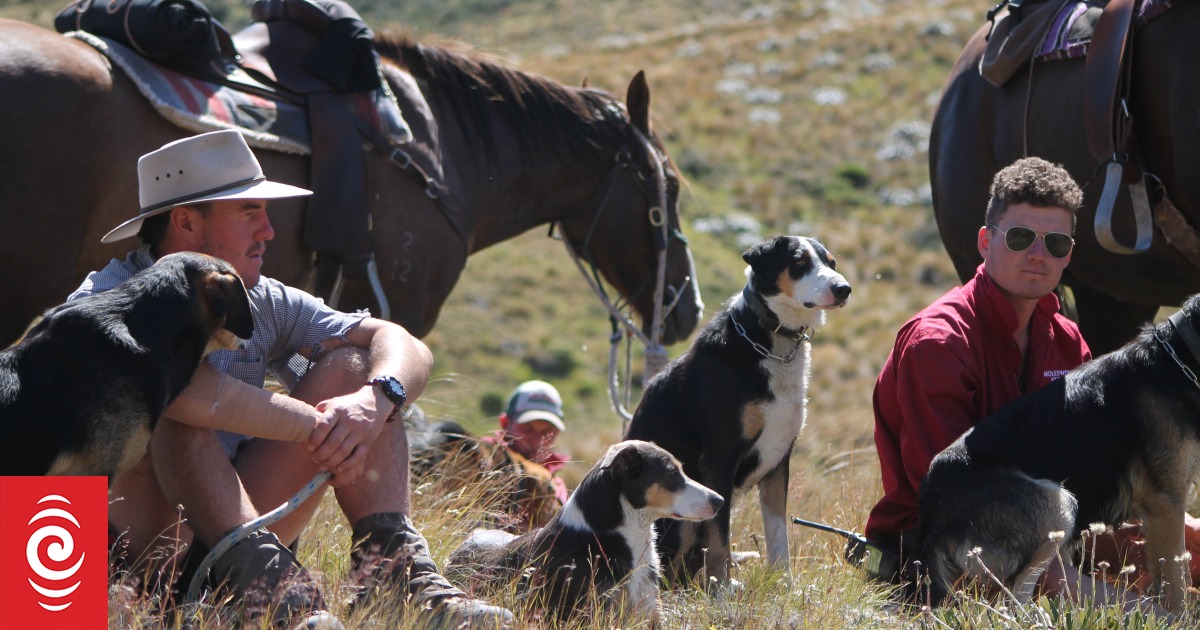 Mustering at Molesworth | RNZ