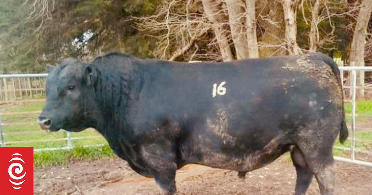 Record-breaking $161,000 bull worth every cent, owner says | RNZ News