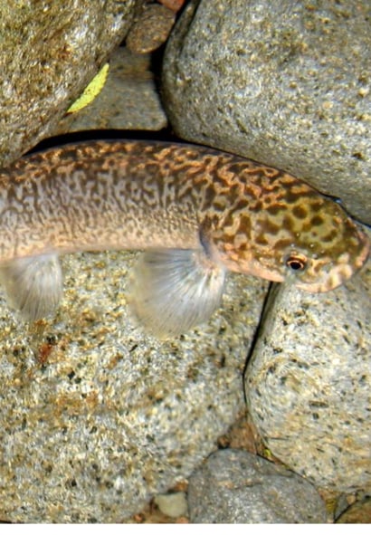 Critter of the Week: Climbing galaxias | RNZ