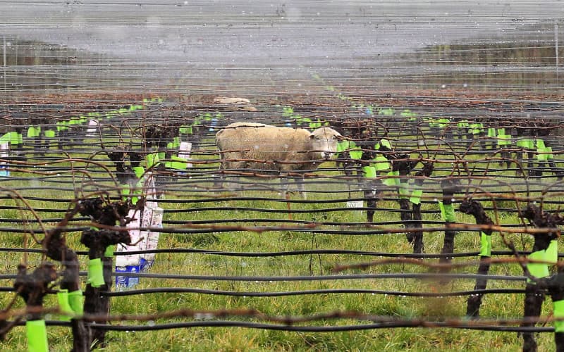 Dog attacks on vineyard sheep an 'accident waiting to happen' | RNZ