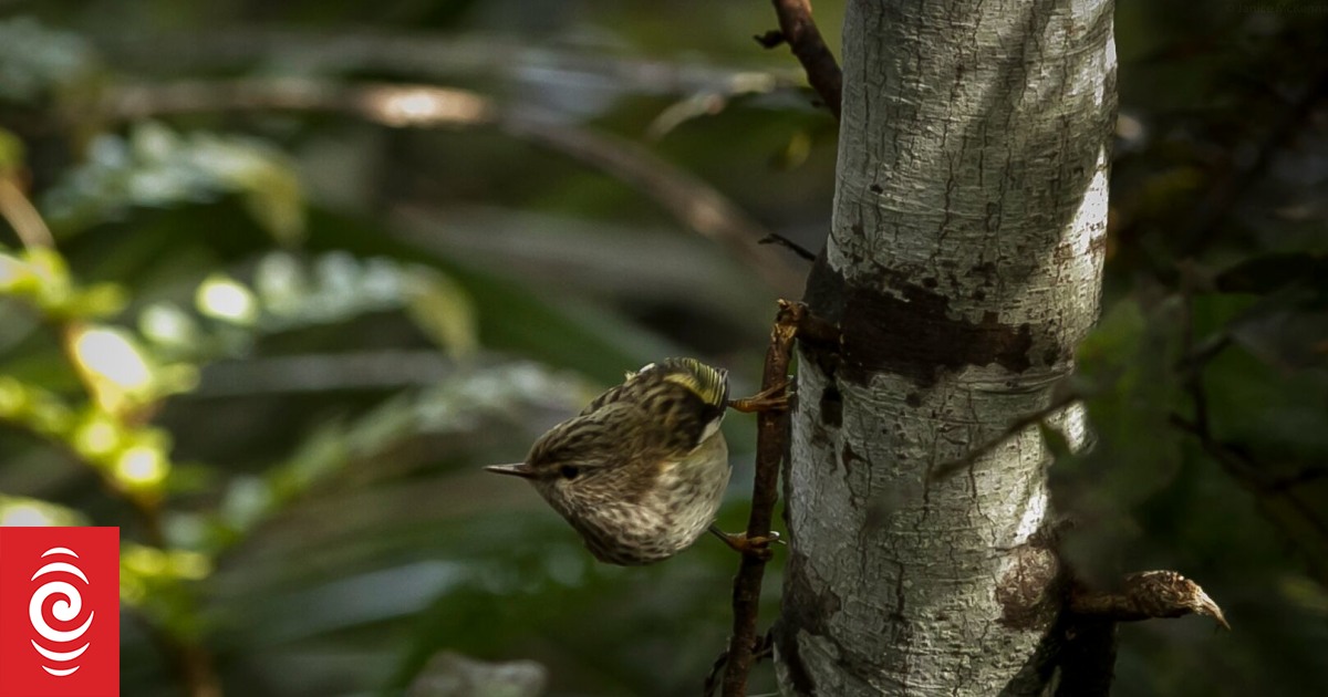 Rat explosion prevents rifleman move | RNZ