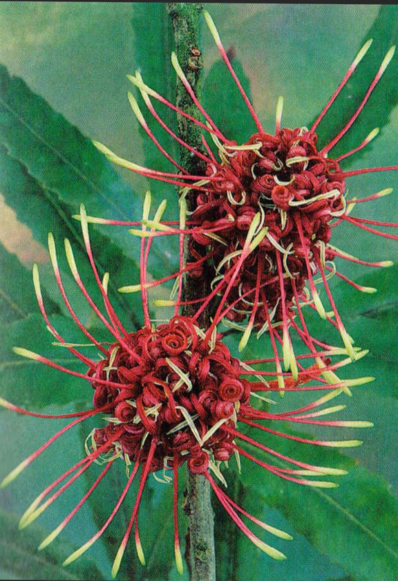 George Gibbs - NZ flora and fauna | A Gallery from Nine To Noon | RNZ ...