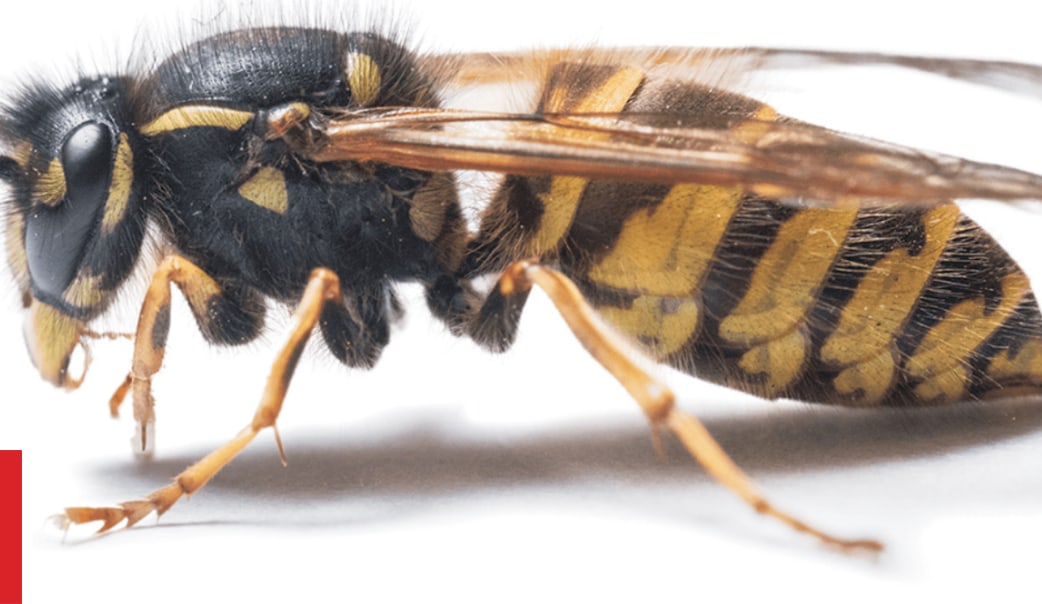 Invasive wasps learn to share resources | RNZ