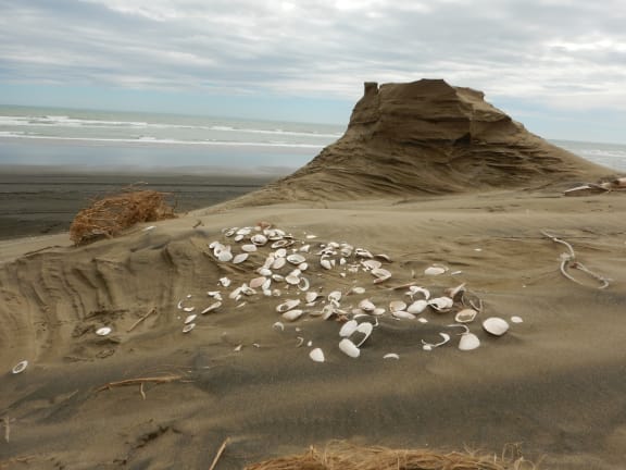 Depleted toheroa beds struggling to recover | RNZ