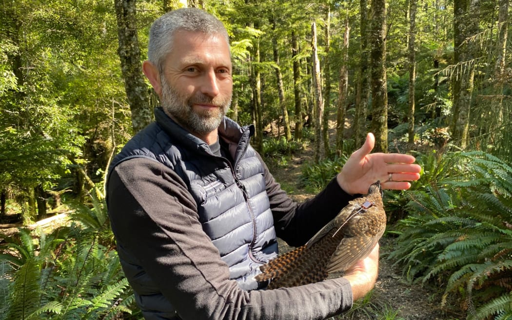 Research efforts seek to prevent further Koekoea decline | RNZ