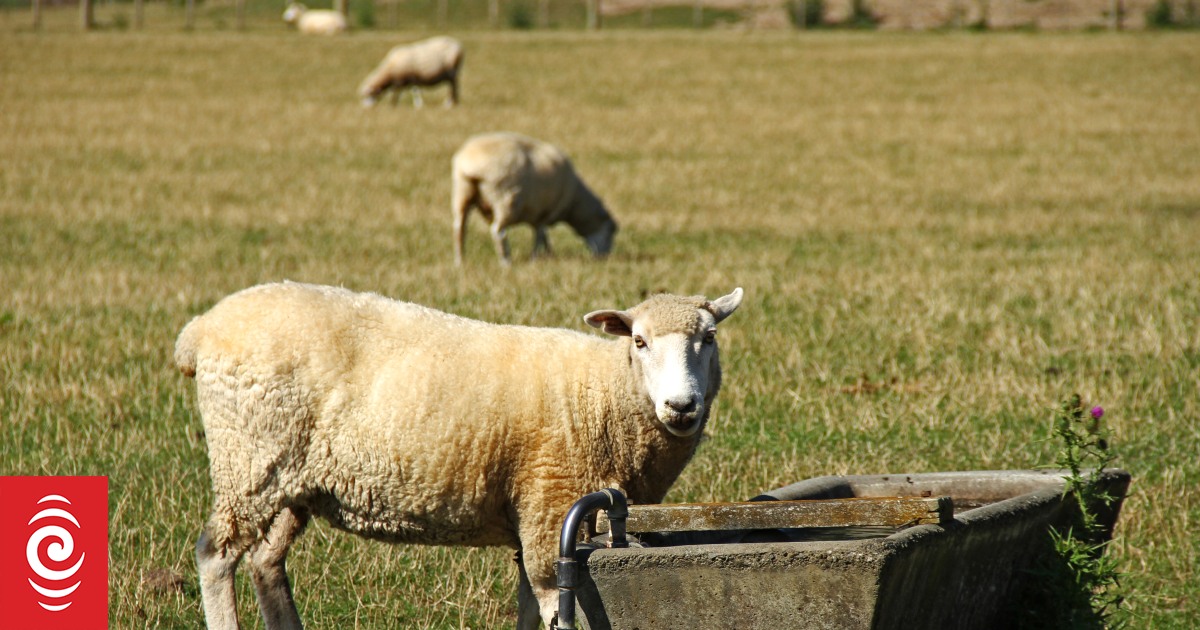 Wool-rice yarn launched on world stage | RNZ News