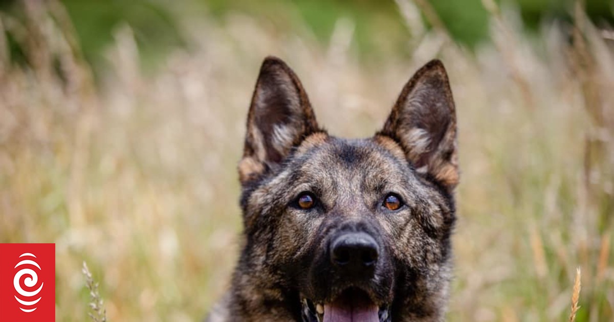 Famous police dog dies three weeks into retirement | RNZ News
