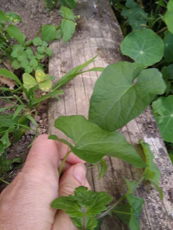 Getting on top of your weeds | RNZ