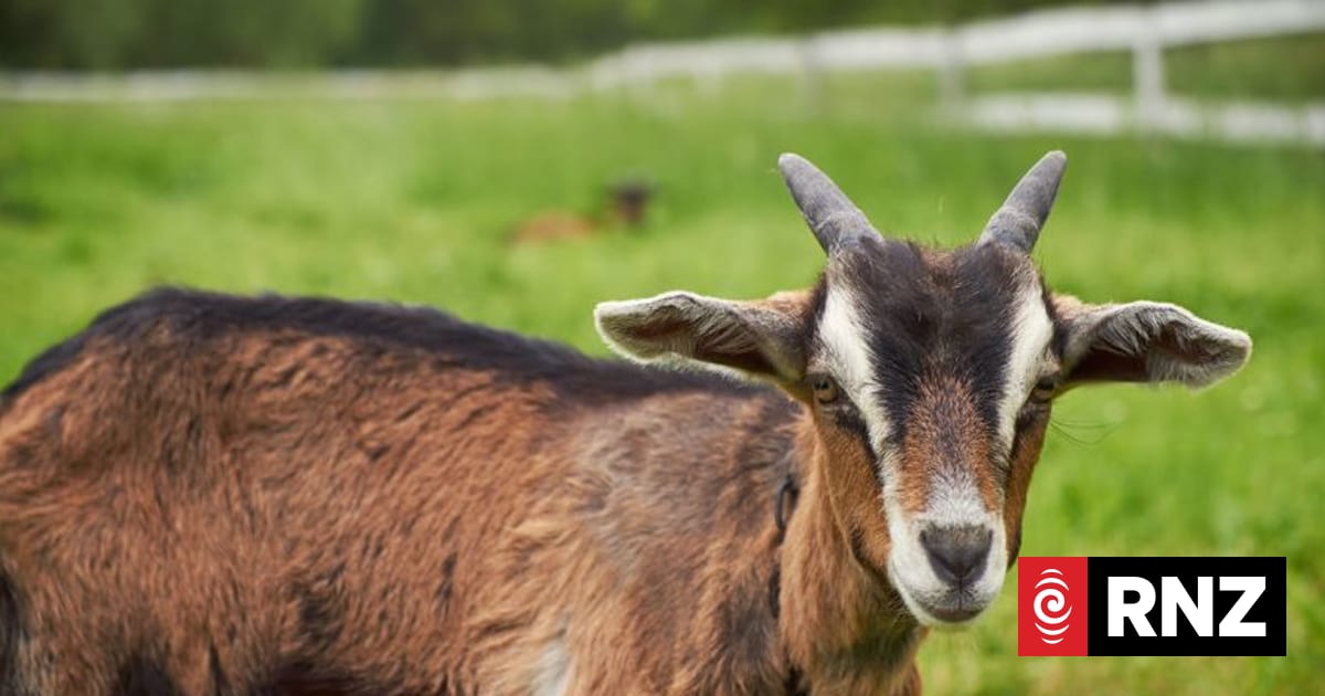 Goat's milk could be $1 billion opportunity | RNZ