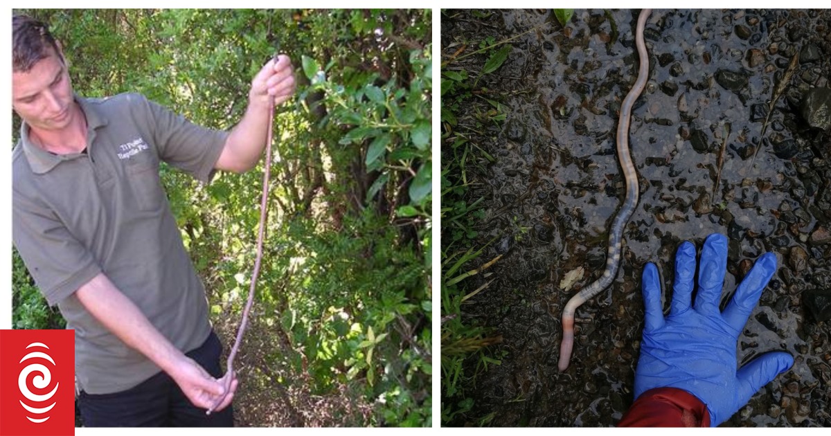 Critter of the Week North Auckland Worm | RNZ