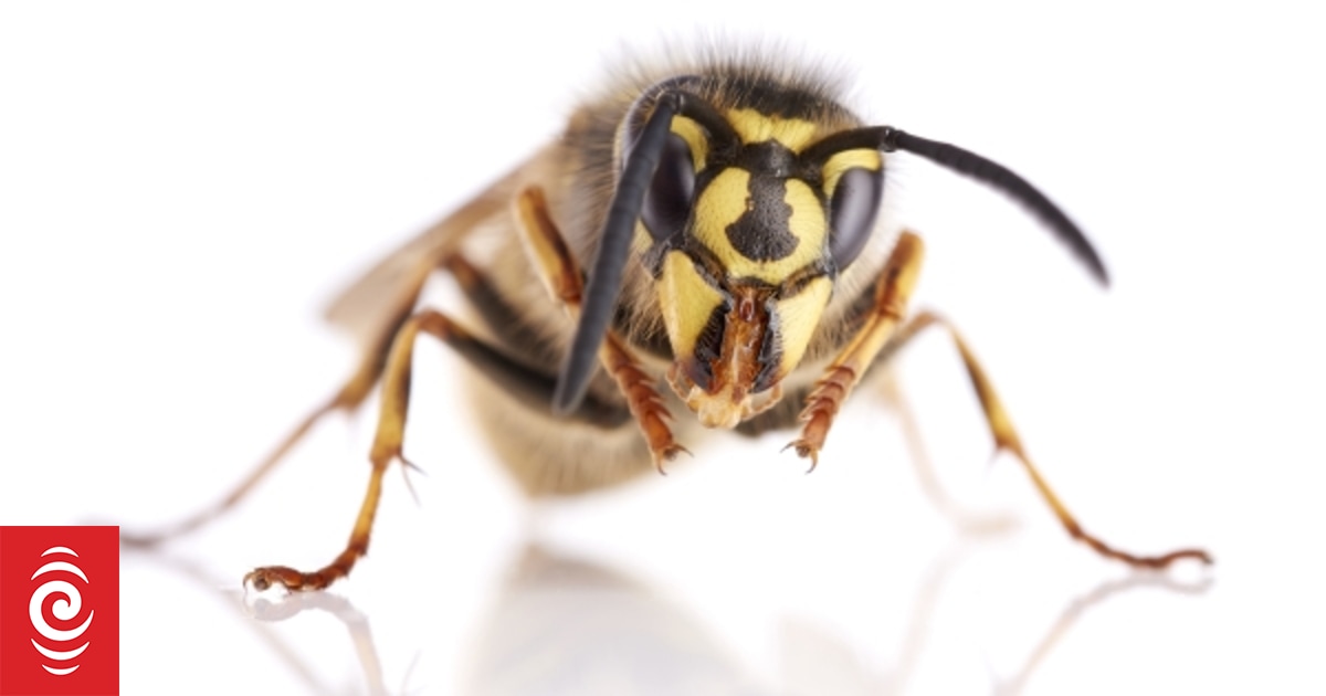 Wasp Wipeout | RNZ