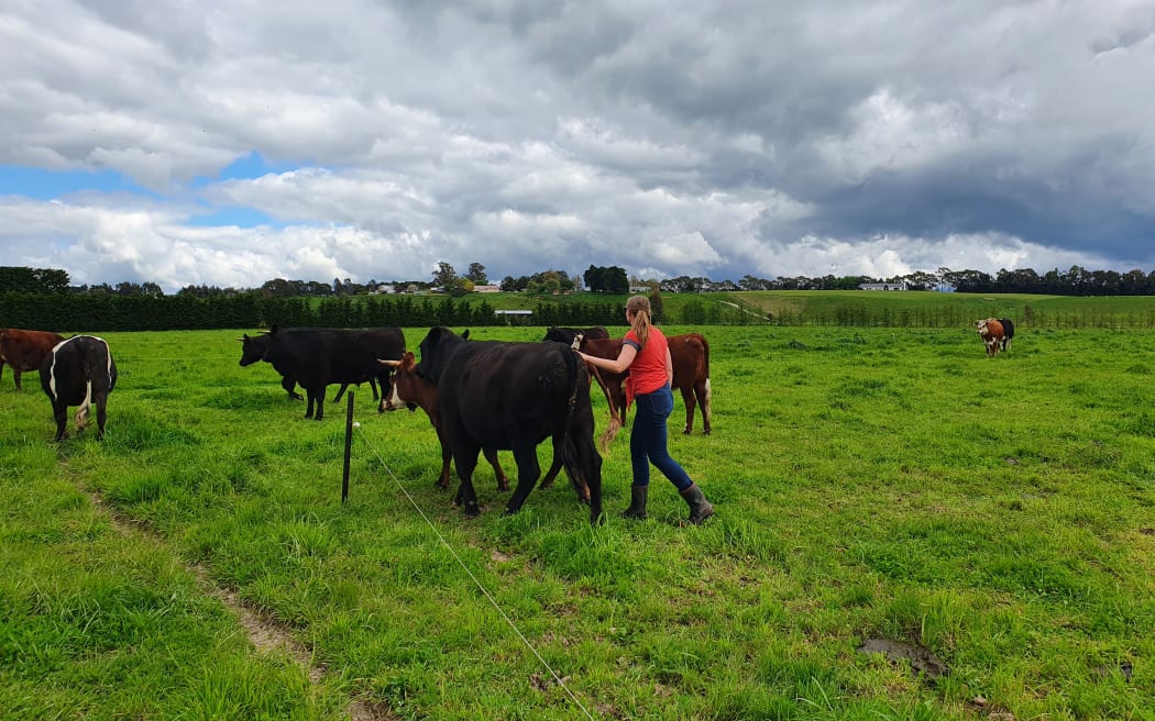 Out-of-the-box beef farmer aims for no waste | RNZ