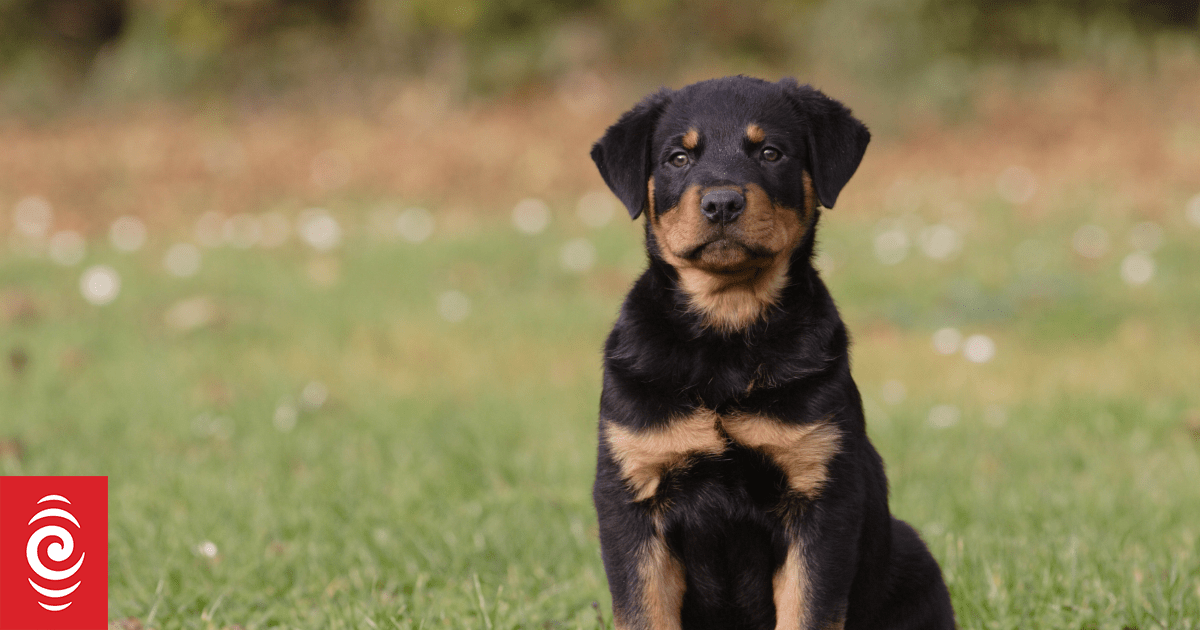 Hamilton animal control overrun with puppies as owners spurn desexing ...