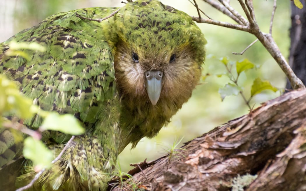 The charismatic kākāpō is booming, but its friends need help | RNZ