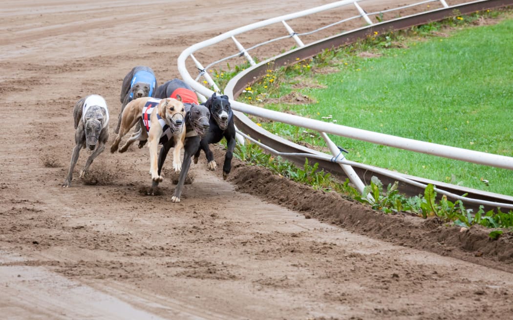 'Dogs love racing': Winston Peters won't rush decision on greyhound ...