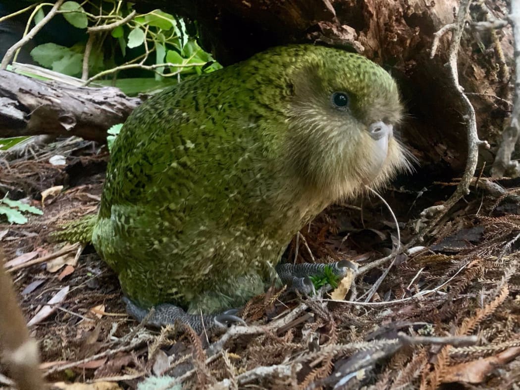 Kākāpō health concerns continue | RNZ
