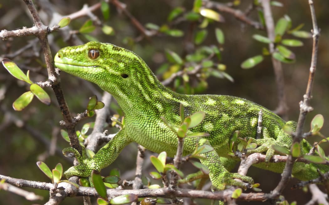 Only three geckos returned to wild from dozens held illegally for years ...