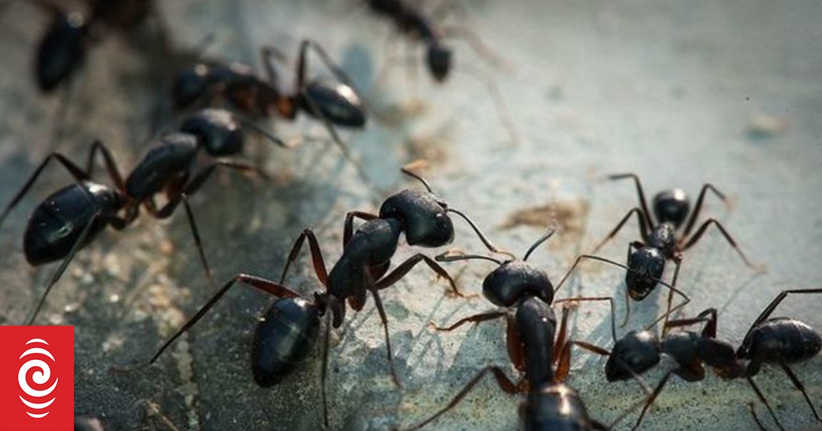 Researchers calculate there are 2.5 million ants for every human | RNZ News