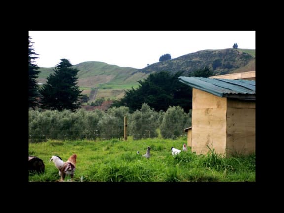 Moon Over Martinborough | A Gallery from Country Life | RNZ National
