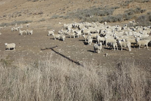 Hurunui irrigation project on hold | RNZ