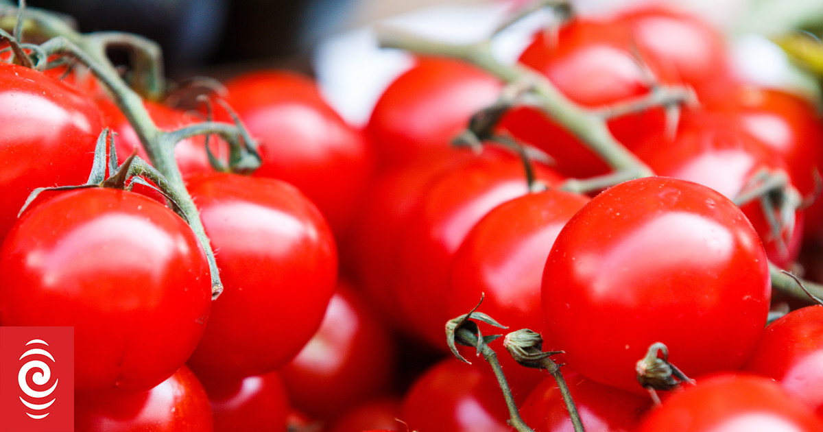 Genetically-modified purple tomatoes being considered for sale | RNZ News