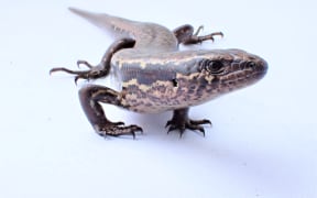 Rare native skink colony discovered by nine-year-old | RNZ News