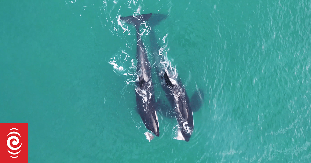 Auckland paddleboarder has close encounter with Orcas | RNZ