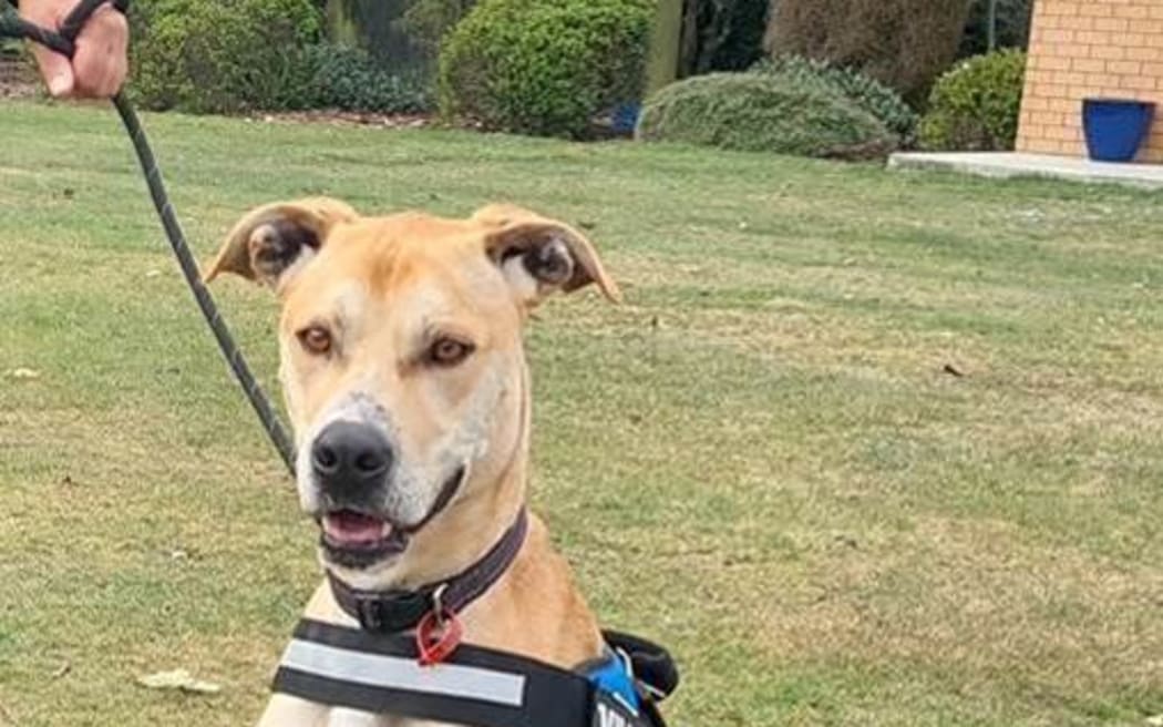 SPCA publishes list of long-stay animals ready for homes | RNZ News