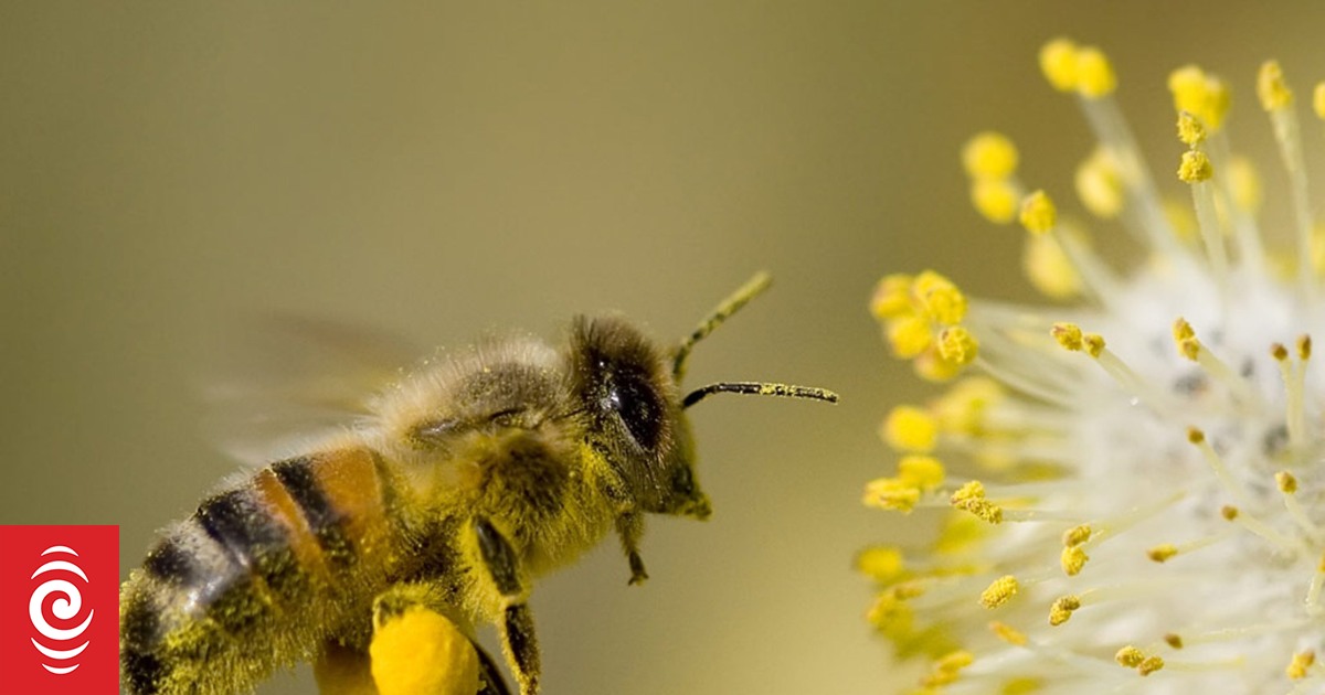 Hopes beneficial insects could boost farm yields | RNZ News