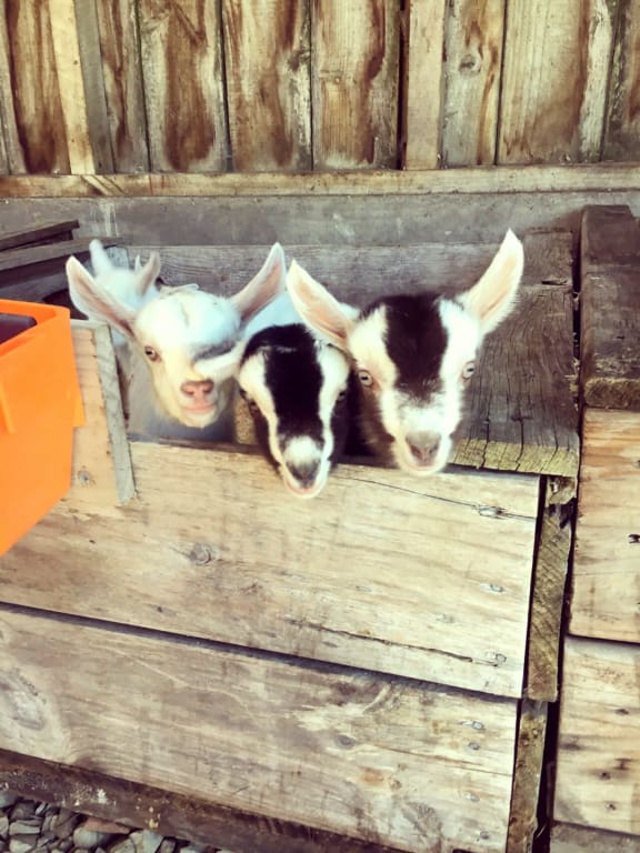 Oete Goat Farm | A Gallery from Nine To Noon | RNZ National