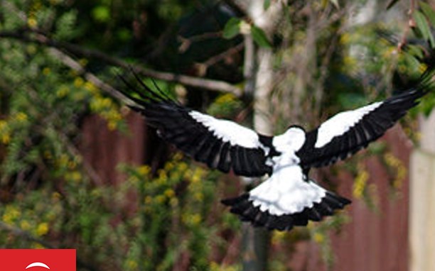 Surviving magpie dive-bombing season | RNZ