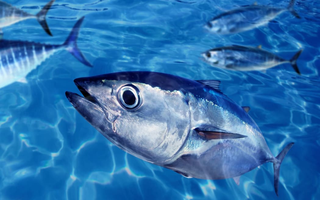 Critter of the Week: southern blue fin tuna | RNZ