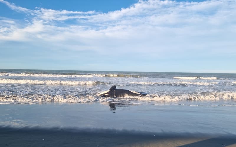 Dead orca discovered on beach in Christchurch | RNZ