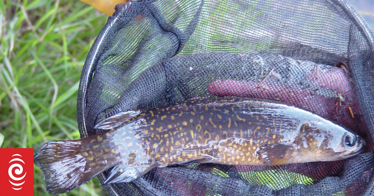 Critter of the Week: Giant Kokopu | RNZ